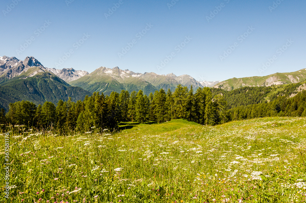 Foto de Stock Ftan, Wanderweg, via Engiadina, Alp Laret, Bergbauer, Alm ...