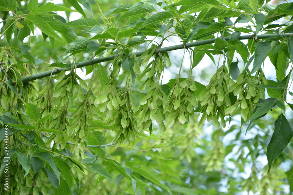 seeds of ashleaf maple, Acer negundo,maple ash twig with green leaves ...