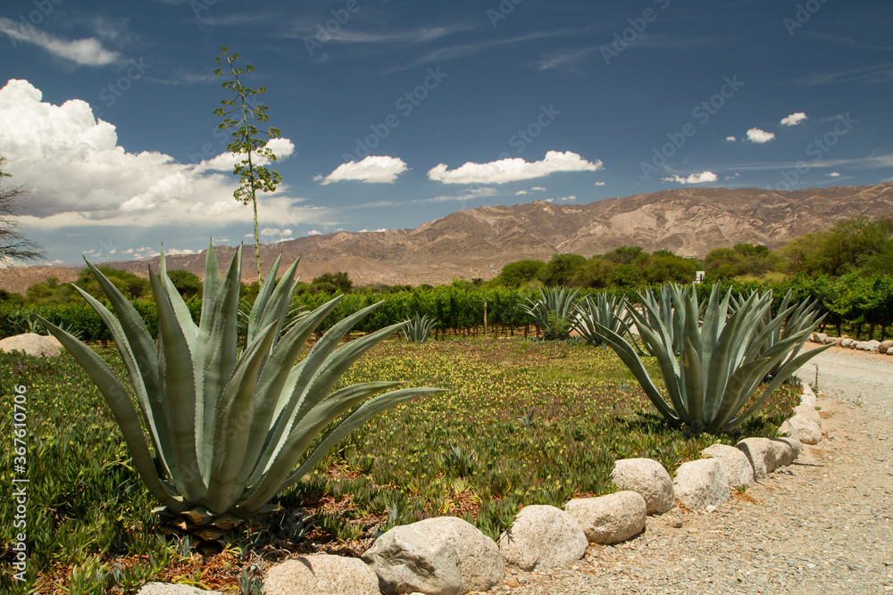 Rural landscaping. Beautiful winery garden with big blue Agave ...