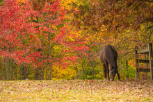 Autumn Horse Free Stock Photo - Public Domain Pictures