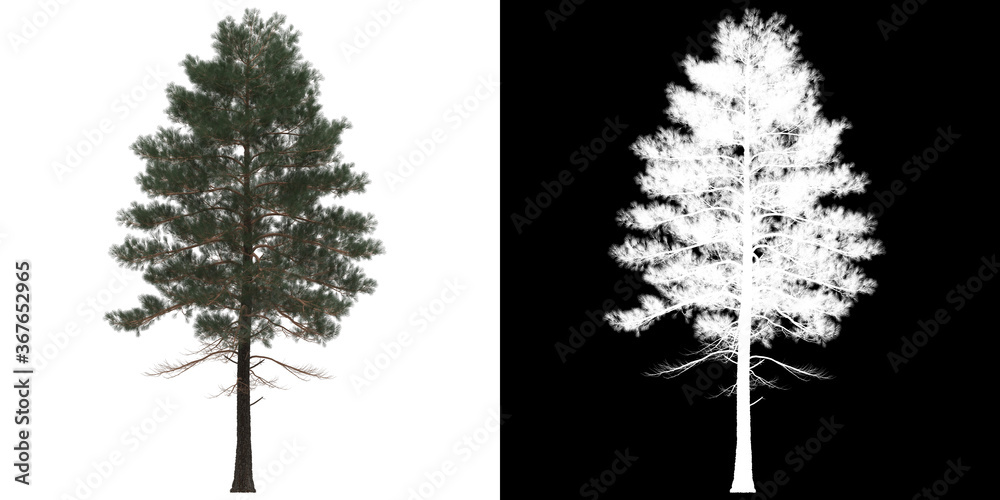 Left view of tree (Generic) png with alpha channel to cutout 3D ...