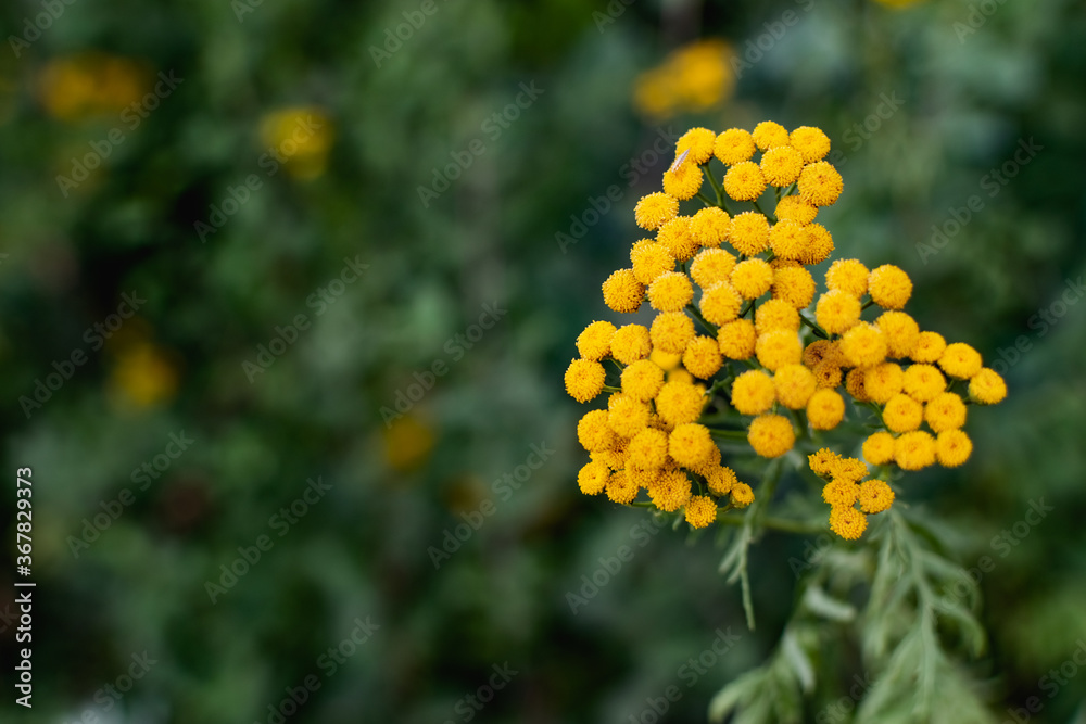 Common tansy is a perennial herbaceous plant of the Asteraceae family ...