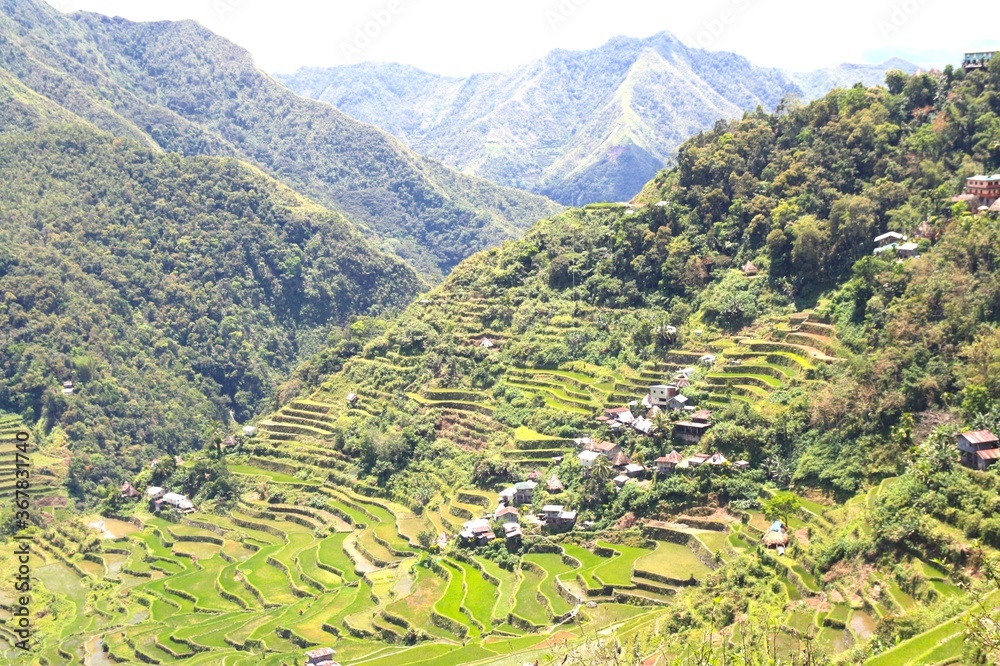 Beautiful World heritage ancestral Ifugao green and yellow rice ...