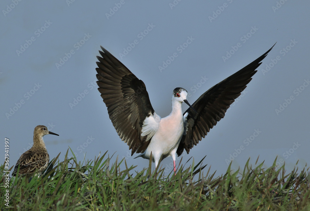 black winged stilt or Indian stilt in the pond areas of wet lands of ...