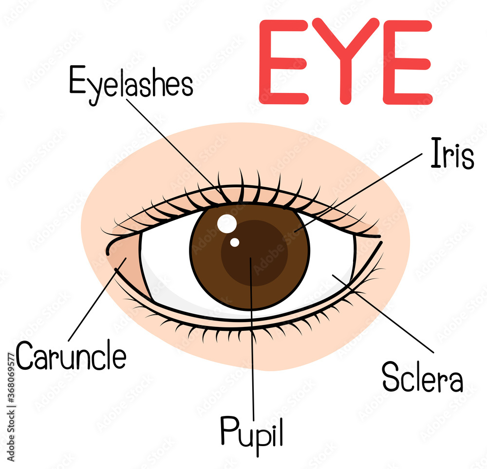 Cartoon Anatomy of the Eye. Stock Vector | Adobe Stock