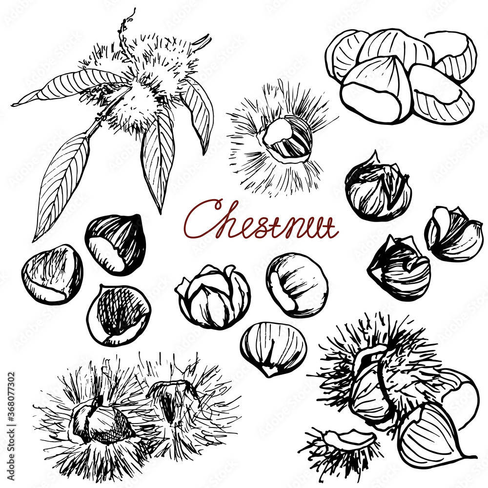 Chestnut set. Hand drawn sketch. Graphic illustration. Black and white ...