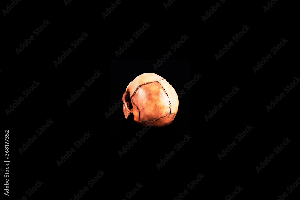 Human skull top view of medical lab skull isolated on black, realistic ...