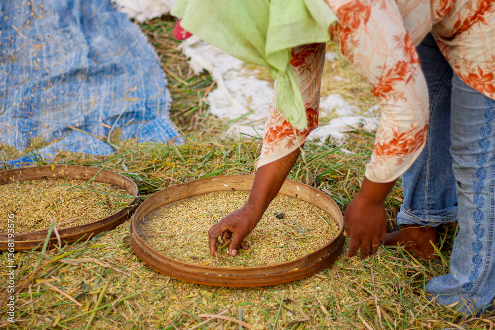 Indonesian traditional hand rice machine, farmers are sifting or ...