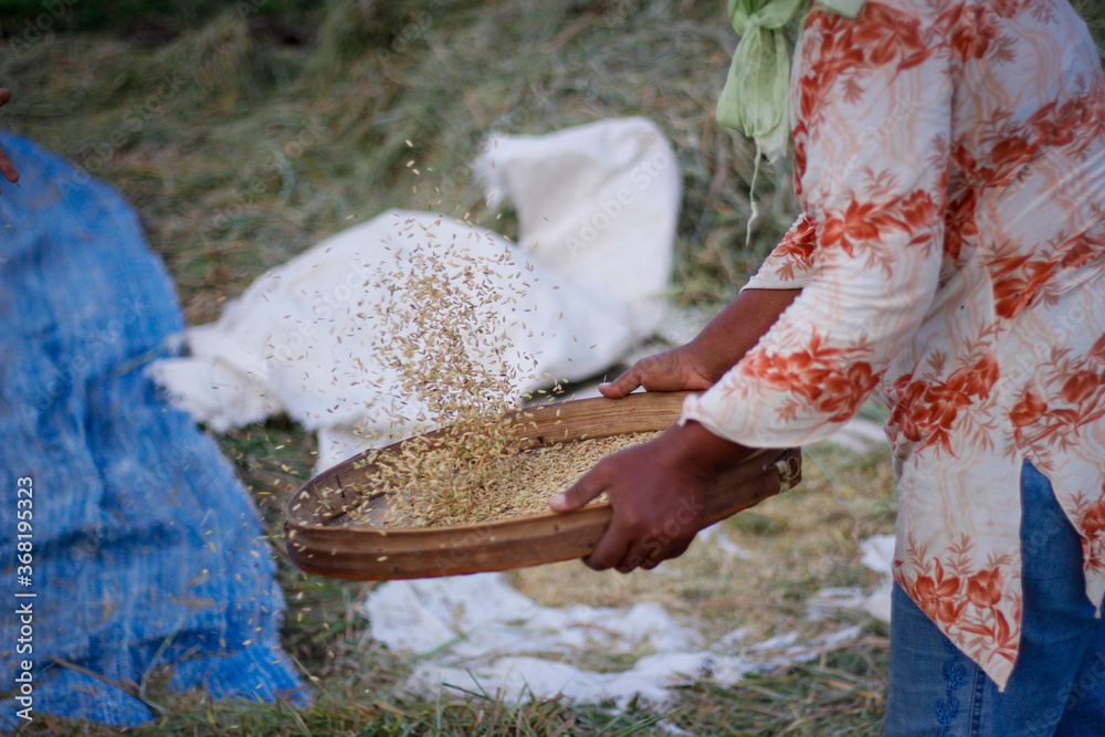 Indonesian traditional hand rice machine, farmers are sifting or ...
