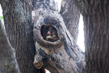 Possum In A Tree Free Stock Photo - Public Domain Pictures