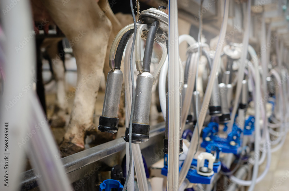 Modern equipment for milking cows on a new farm, the process of milking ...