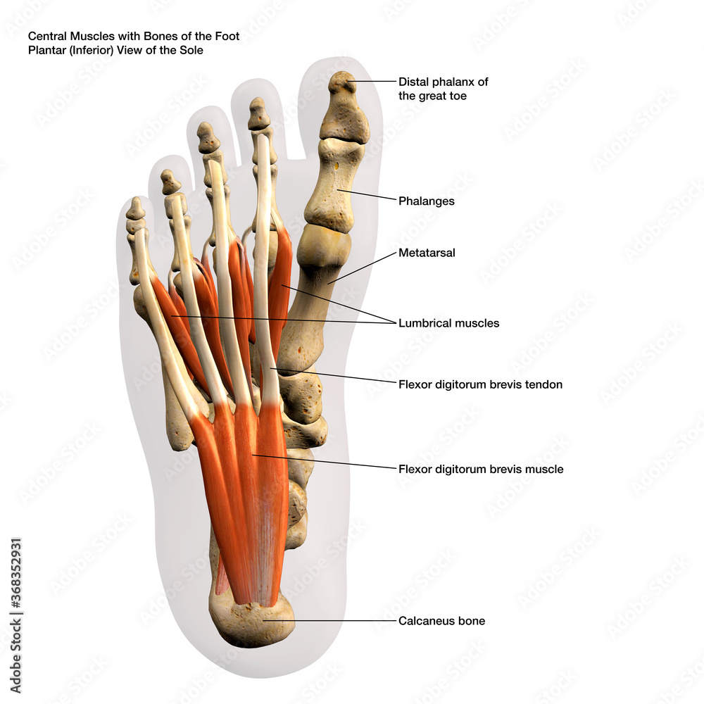 Central Muscles and Bones of the Foot Plantar View of the Sole, Labeled ...