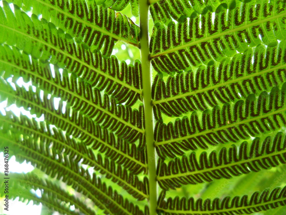 Cyclosorus polycarpus fern. up close view of its spores. Lower surface ...