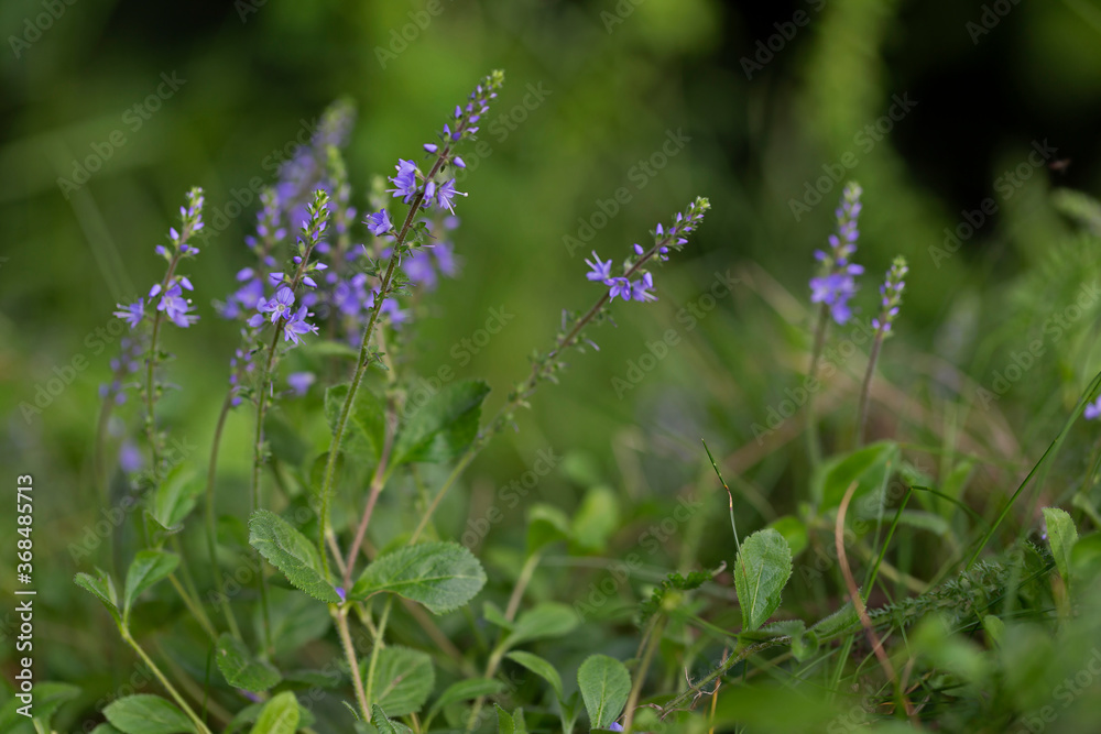 Stock-Foto „Blue flower Veronica officinalis is a perennial medicinal ...