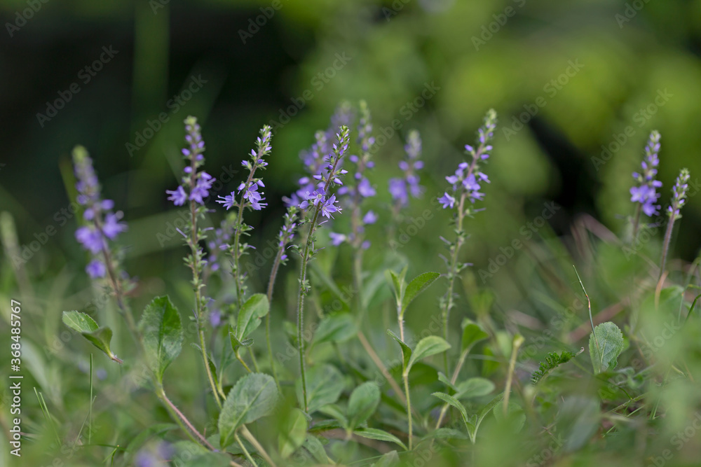 Stock-Foto „Blue flower Veronica officinalis is a perennial medicinal ...