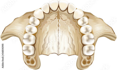 upper maxillary bone, human bone, medically accurate, illustration ...