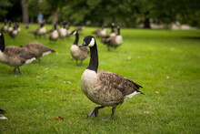 Proud Goose Free Stock Photo - Public Domain Pictures