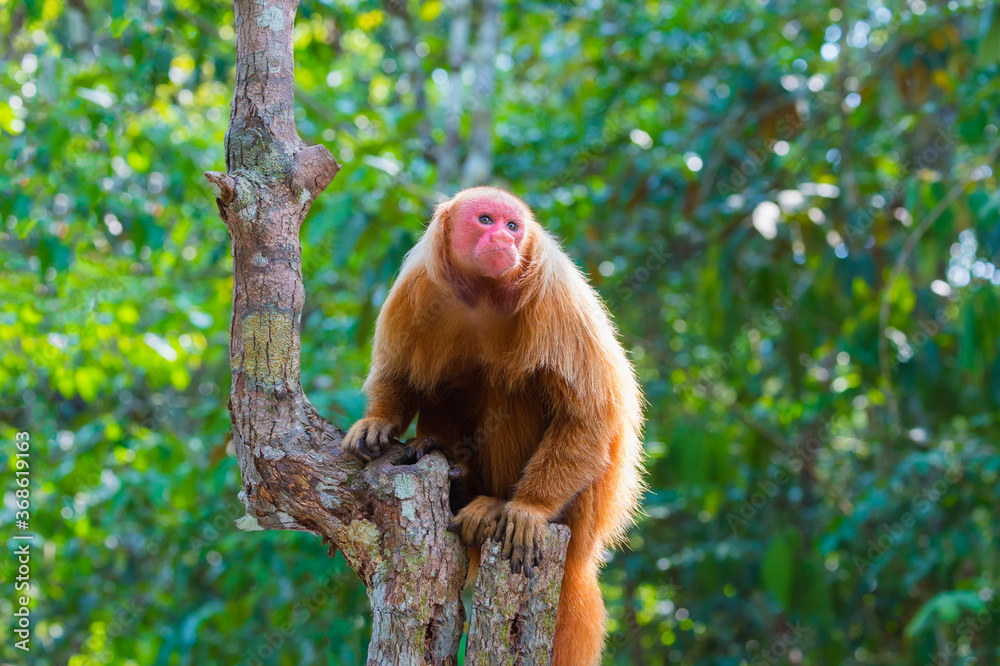 Red bald-headed Uakari monkey also known as British Monkey (Cacajao ...