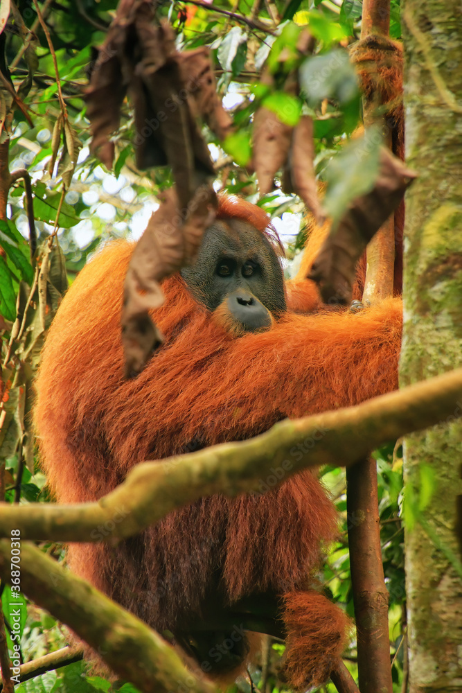 Male Sumatran orangutan sitting in a tree in Gunung Leuser National ...