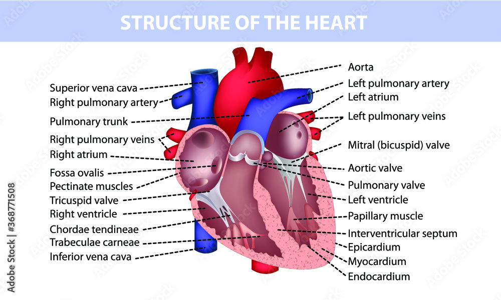 heart anatomy, heart cross section, medical banner with symbols Stock ...