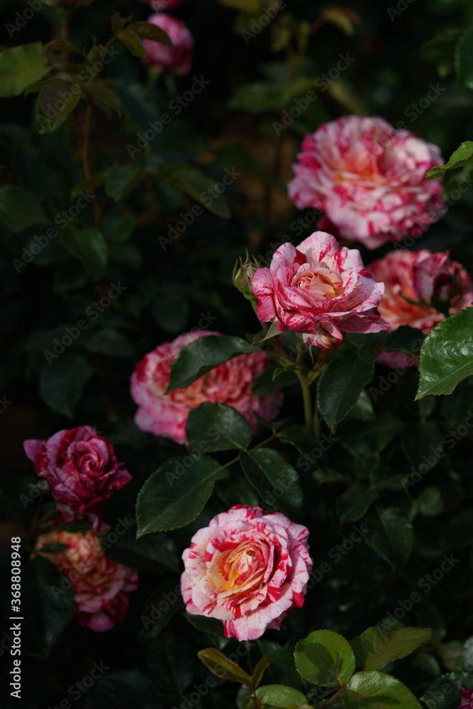 Variegated Red and White Flower of Rose 'toi toi toi!' in Full Bloom ...