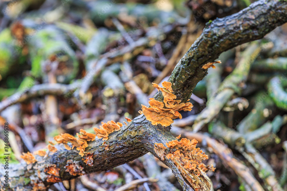 Yellow crust fungus, Stereum hirsutum, is a saprofyt and grows on dead ...