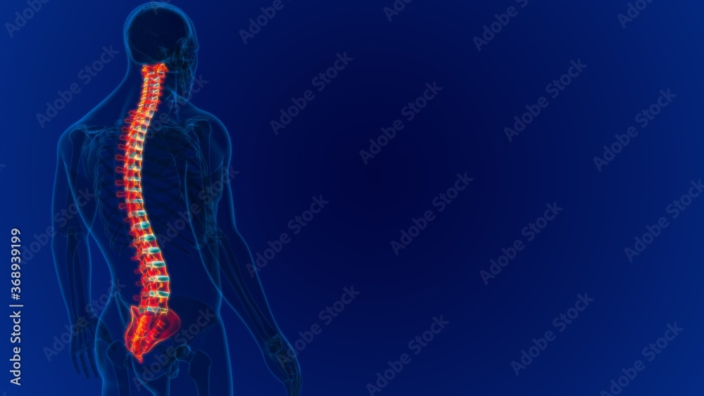 Human Skeleton Vertebral Column Vertebrae Anatomy Stock Illustration ...