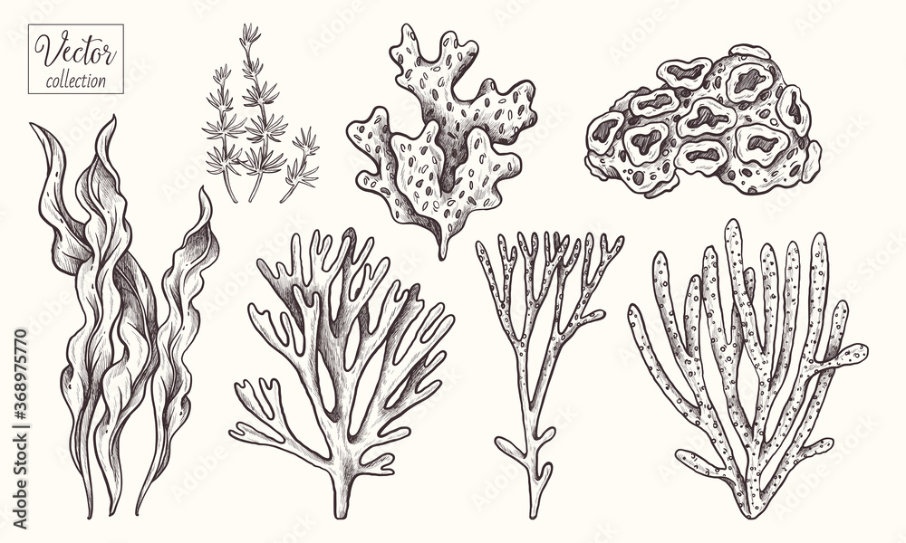 Sea Plants Drawing Easy With Pencil