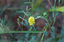 Yellow Puff Sensitive Briar Free Stock Photo - Public Domain Pictures