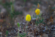 Yellow Puff Sensitive Briar Free Stock Photo - Public Domain Pictures