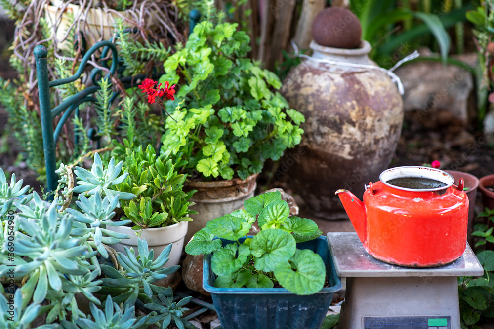 Reduce, reuse, recycle planter craft ideas. Second-hand kettles ...