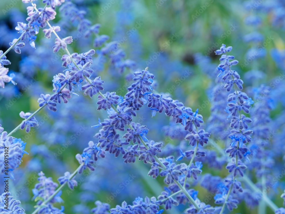 Photo Stock Perovskia atriplicifolia | Sauge de Sibérie ou Russie ...