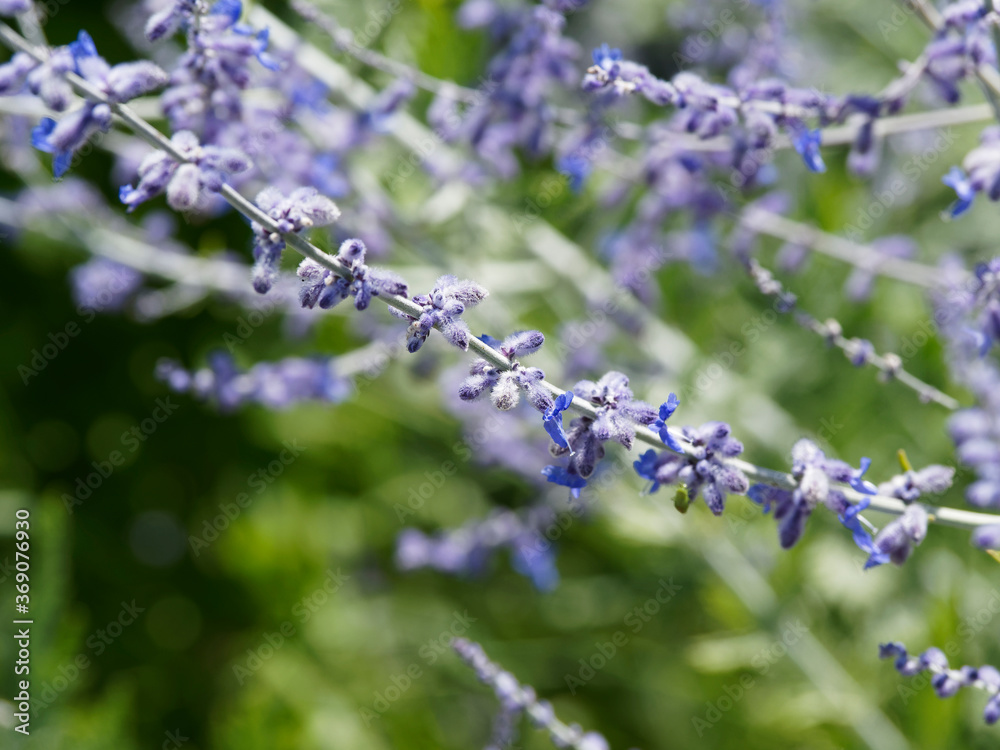 Fotografie Perovskia atriplicifolia | Sauge de Sibérie ou Russie ...