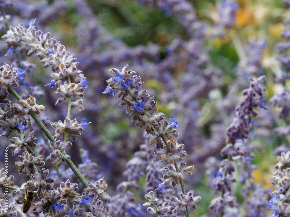 Fotografie Perovskia atriplicifolia | Sauge de Sibérie ou Russie ...