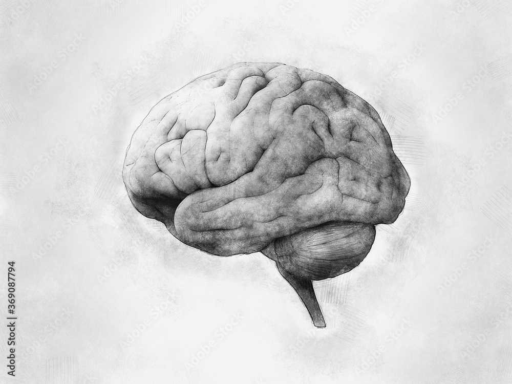 Brain, brain human anatomy, Isolated brain anatomy structure, head ...