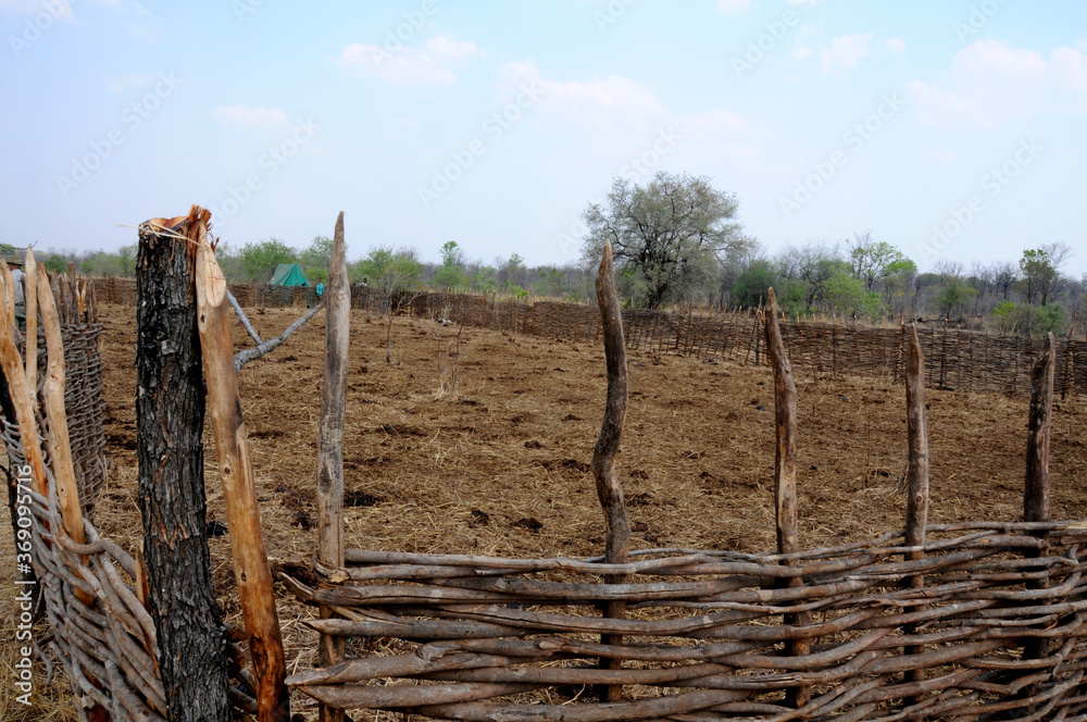 A cattle kraal erected for overnight protection against lions in the ...