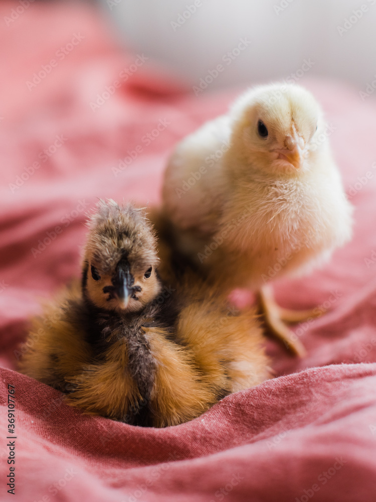 baby chicks Stock Photo | Adobe Stock