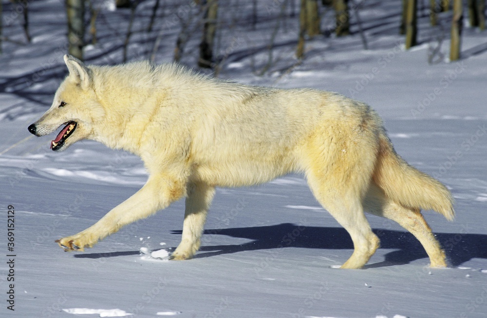 ARCTIC WOLF canis lupus tundrarum, ADULT WALKING IN SNOW, ALASKA Stock ...