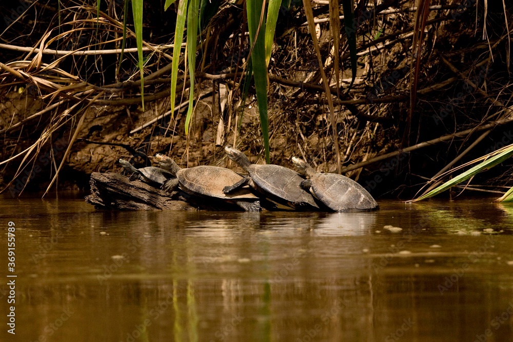 YELLOW-SPOTTED RIVER TURTLE podocnemis unifilis, MADRE DE DIOS RIVER IN ...