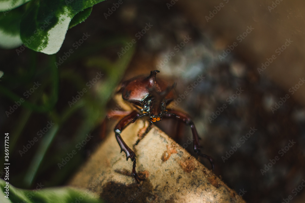 a rhino beetle on a stick. rhino beetles are a very popular pet in ...