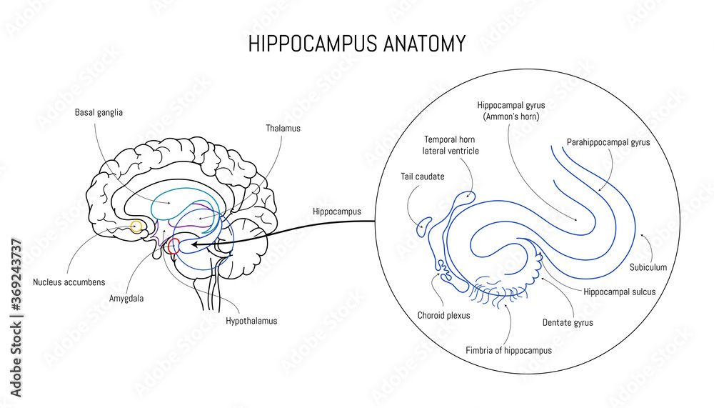Hippocampus anatomy and structure. Neuroscience infographic on white ...
