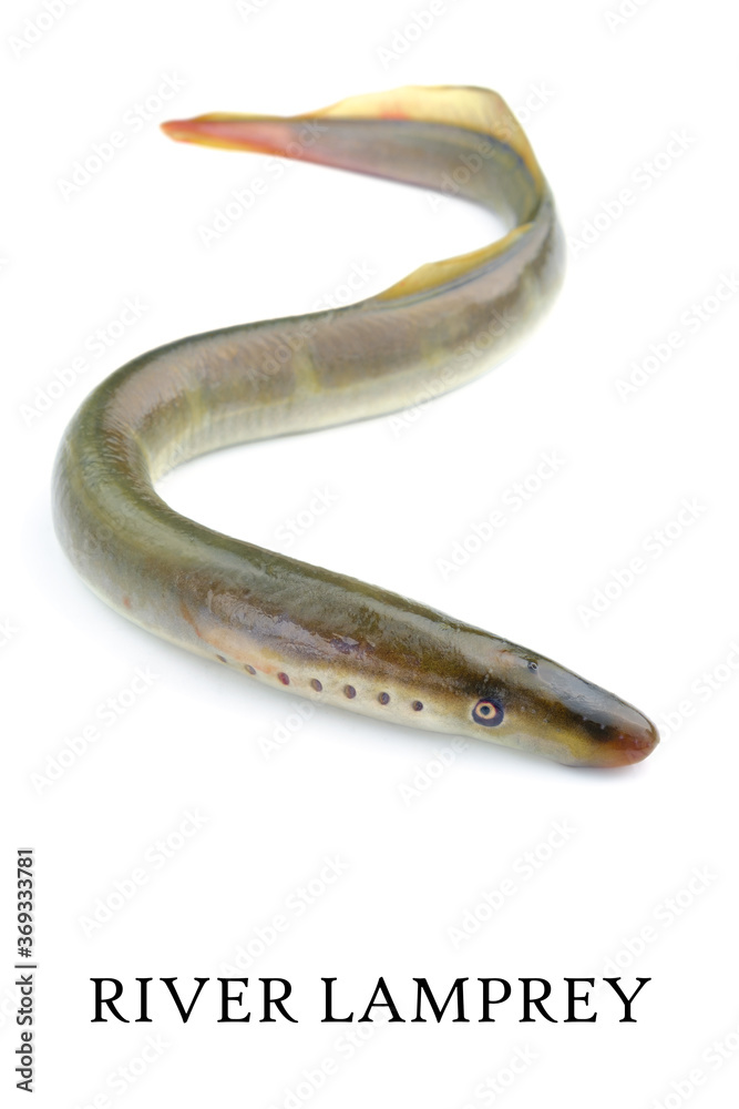lamprey river, isolated white background, freshwater fish species of ...