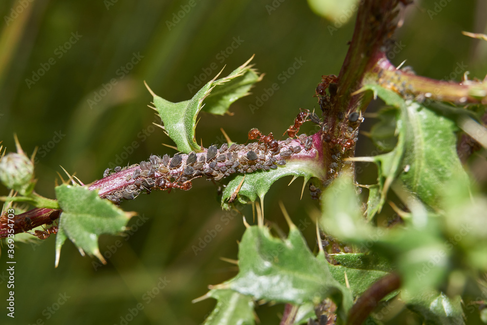 Symbiosis of ants and aphids. The ant tickles the aphids with its ...