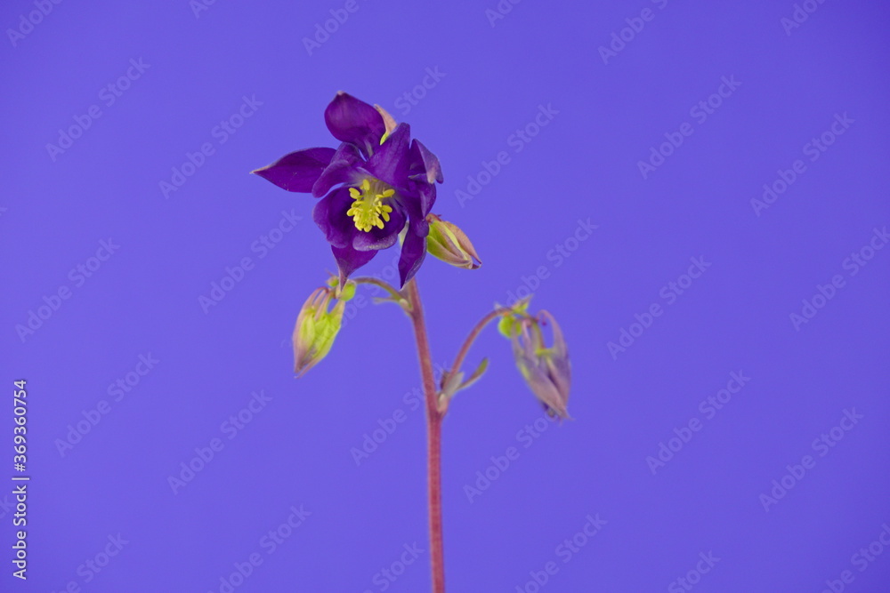 Wild European spring flower known as European columbine, common ...