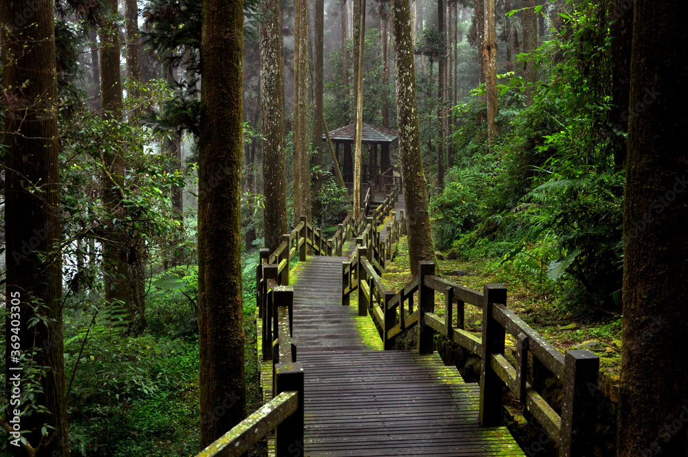 Old wooden boardwalk path along dark foggy forest of tall pine trees in ...