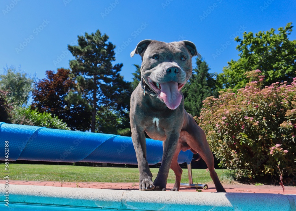 English Staffordshire Bull Terrier Standing above the Pool in Summer ...