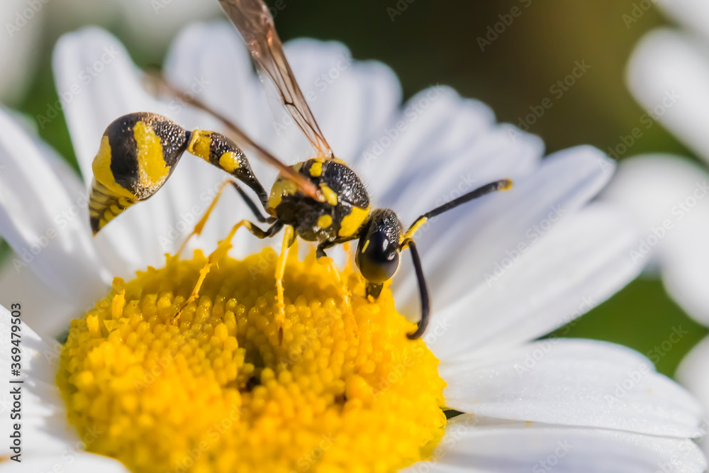 Wasp on a camomile. Macro photo. Wasp close-up. White flower. White ...