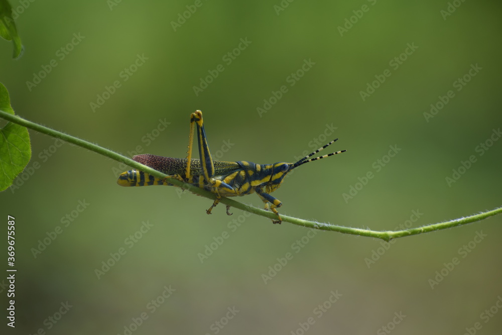 locusts (tiddi),the big-headed, ogre-eyed insects that breed in north ...