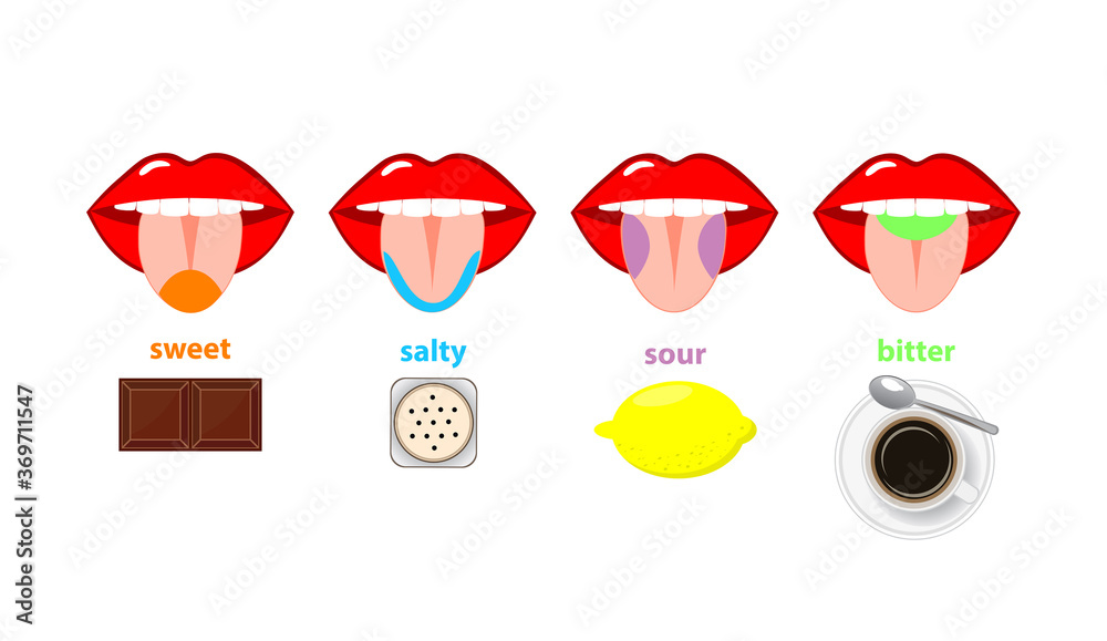 Tongue taste areas. Four sections of projection - sweet, salty, sour ...