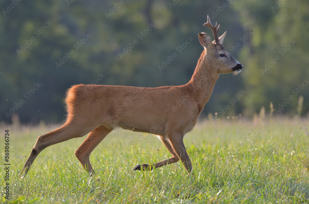 Sarna, kozioł w środowisku naturalnym Stock Photo | Adobe Stock